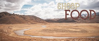 Sheep Food